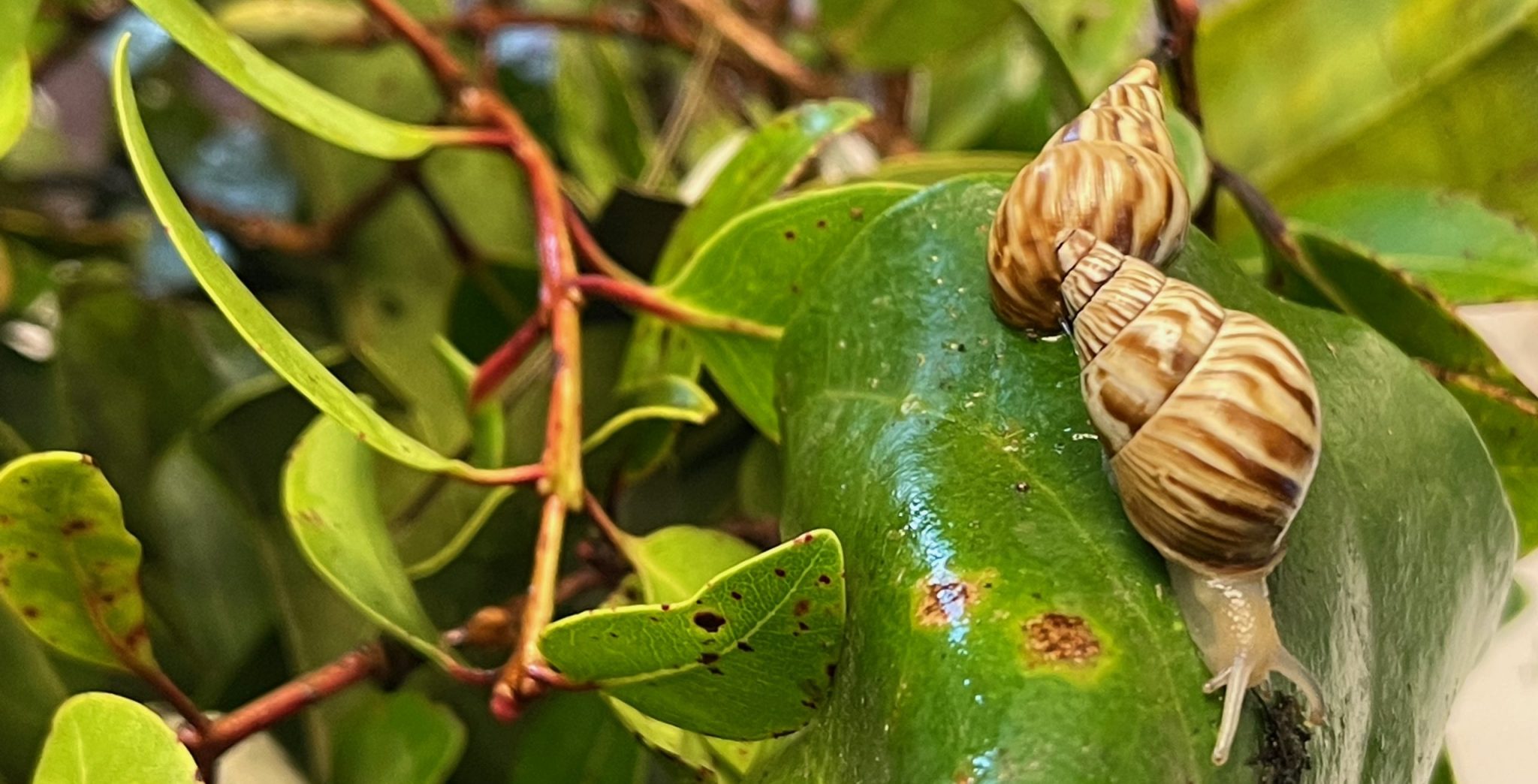 Division of Forestry and Wildlife: Native Ecosystems Protection ...