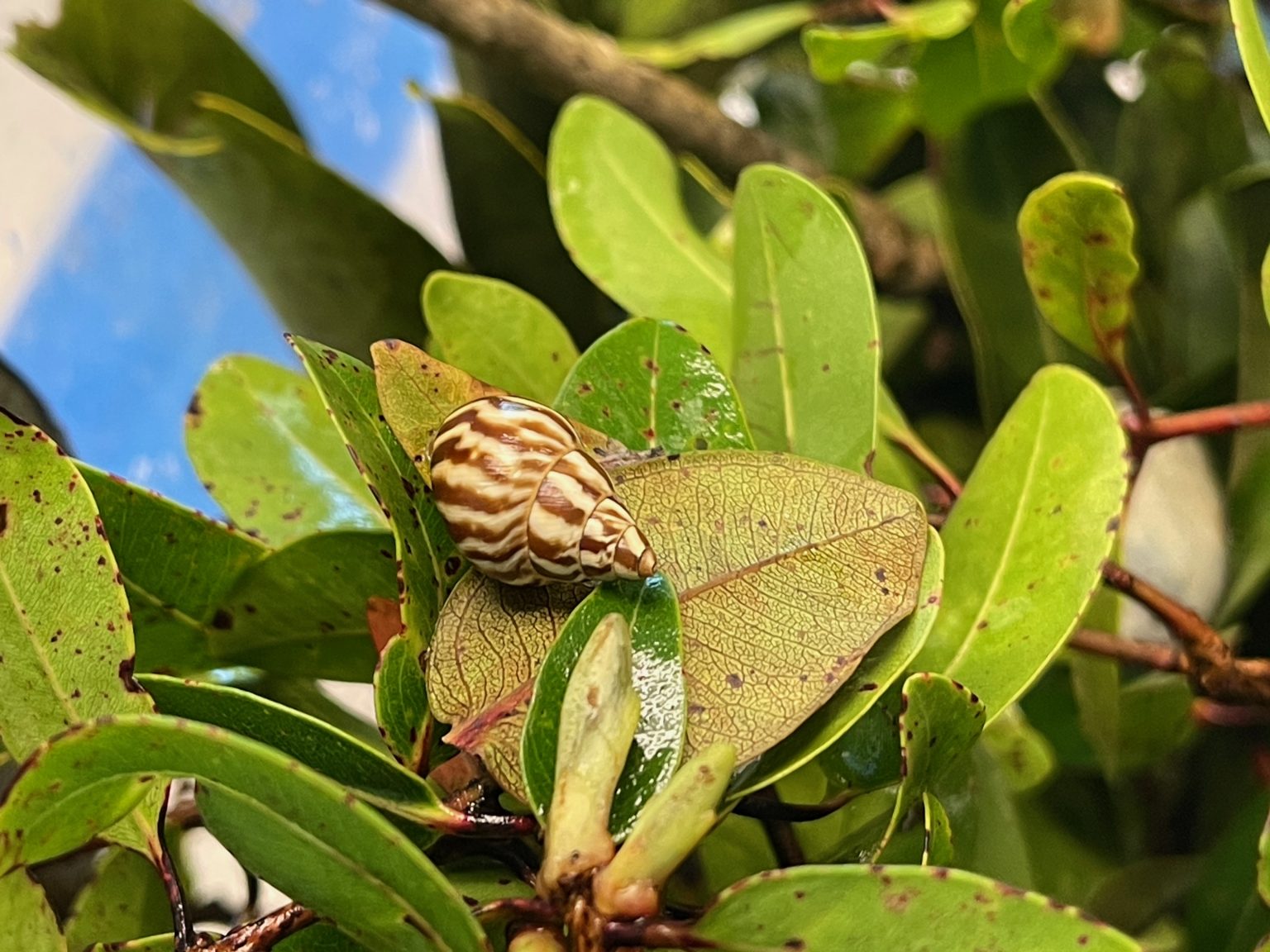 Division of Forestry and Wildlife: Native Ecosystems Protection ...