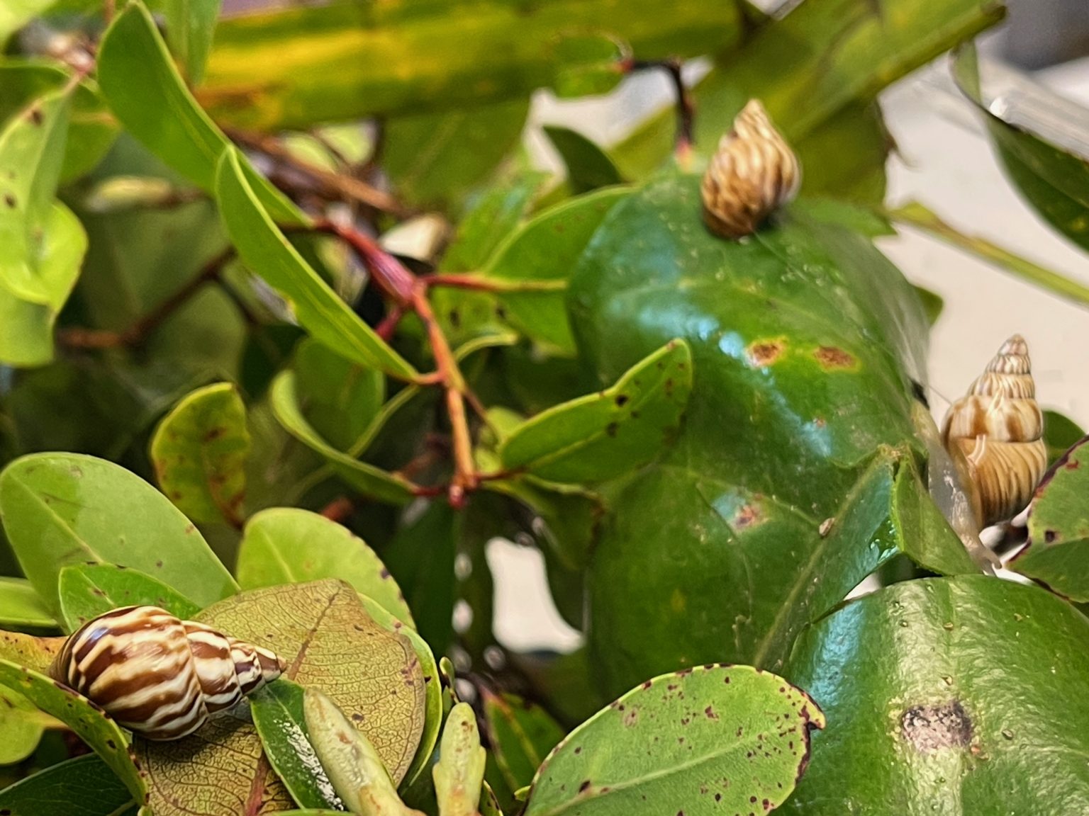 Division of Forestry and Wildlife: Native Ecosystems Protection ...