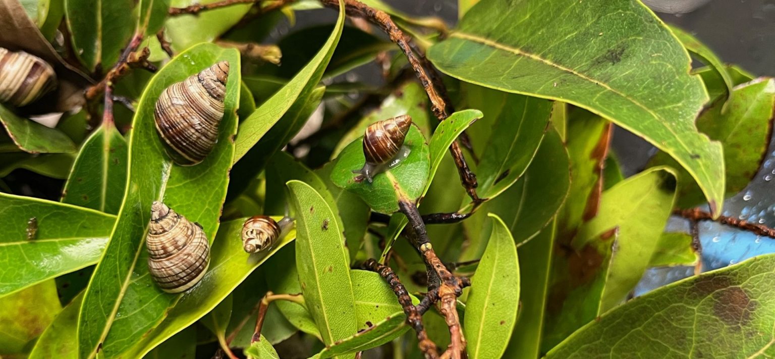 Division of Forestry and Wildlife: Native Ecosystems Protection ...