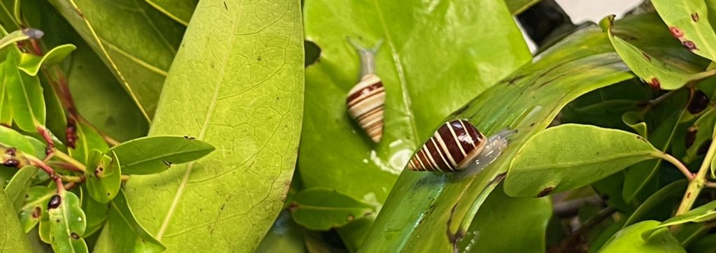 Division of Forestry and Wildlife: Native Ecosystems Protection ...