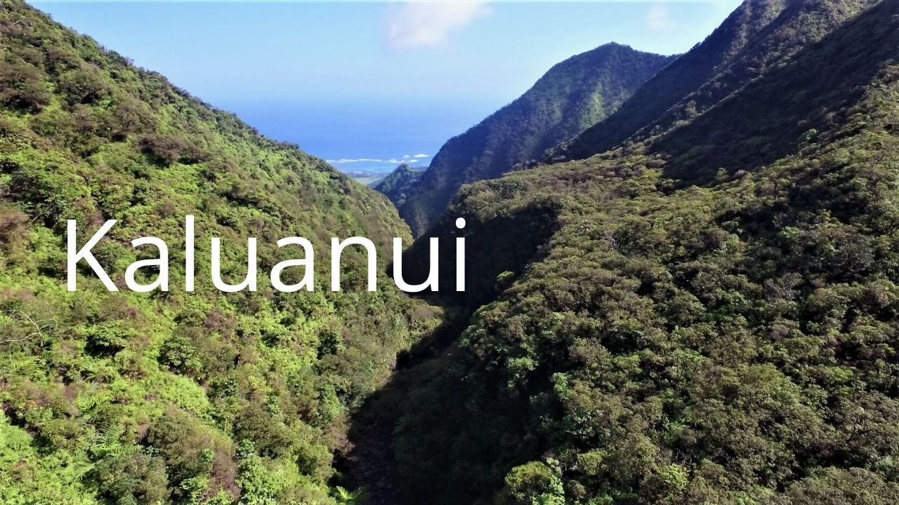 Division of Forestry and Wildlife: Native Ecosystems Protection ...