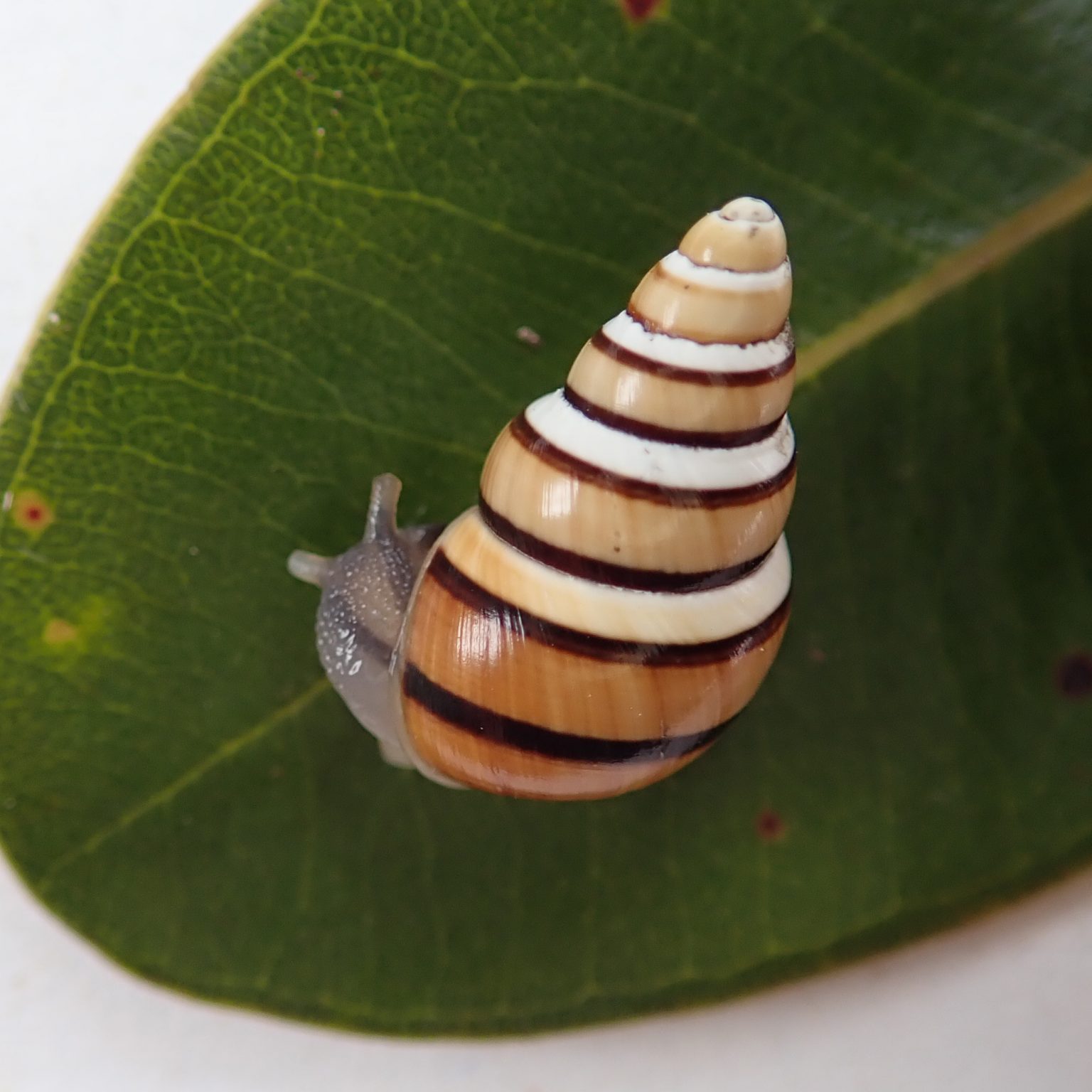 Division of Forestry and Wildlife: Native Ecosystems Protection ...