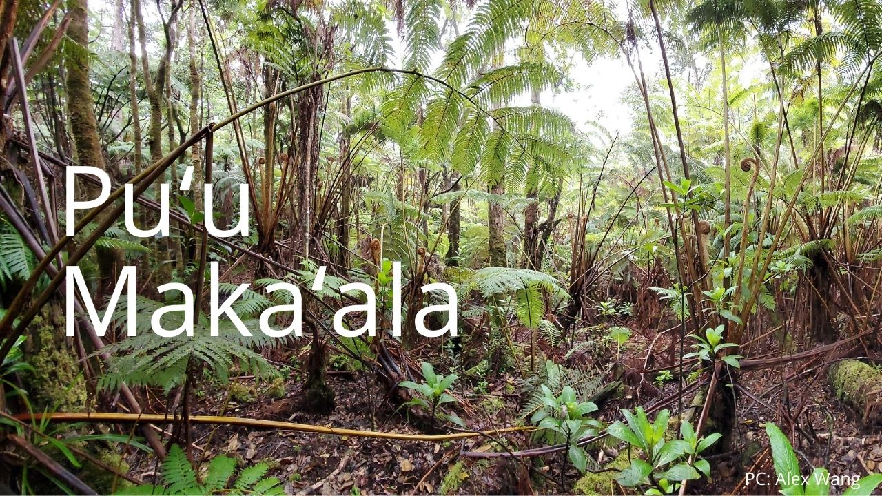 Division of Forestry and Wildlife: Native Ecosystems Protection ...