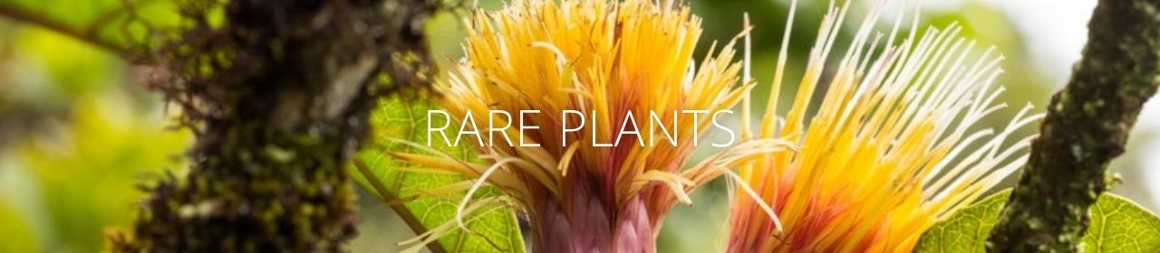 Division of Forestry and Wildlife: Native Ecosystems Protection ...