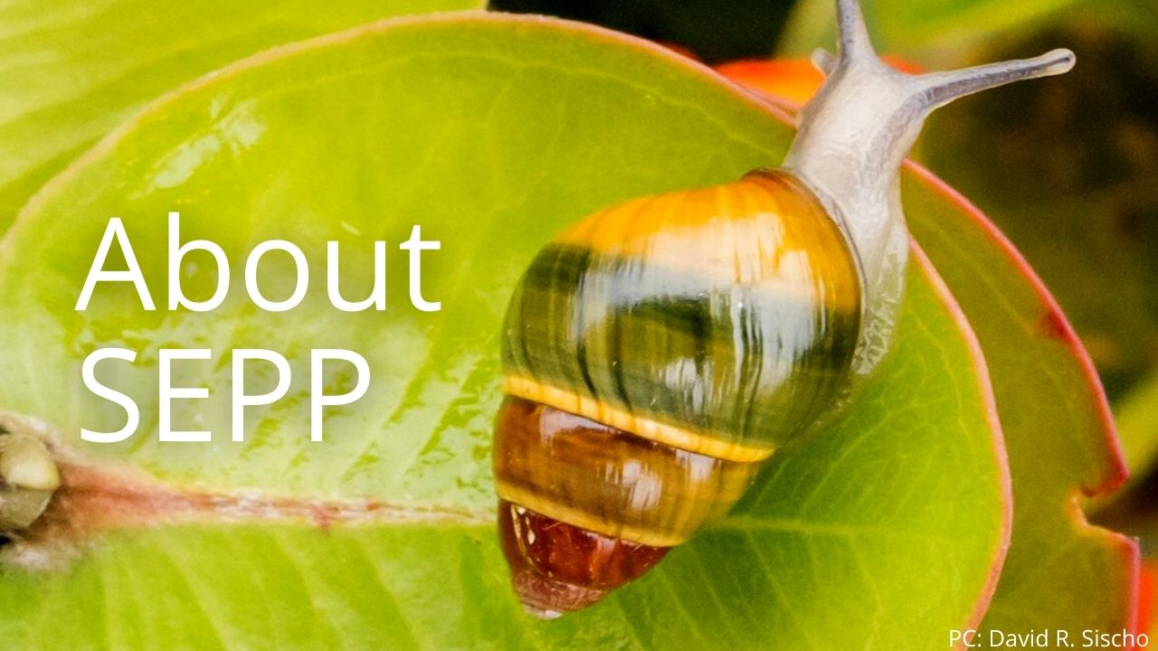 Division of Forestry and Wildlife: Native Ecosystems Protection ...