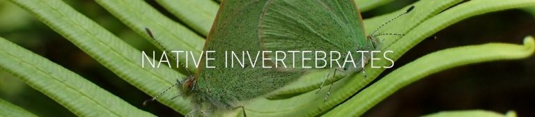 Division of Forestry and Wildlife: Native Ecosystems Protection ...