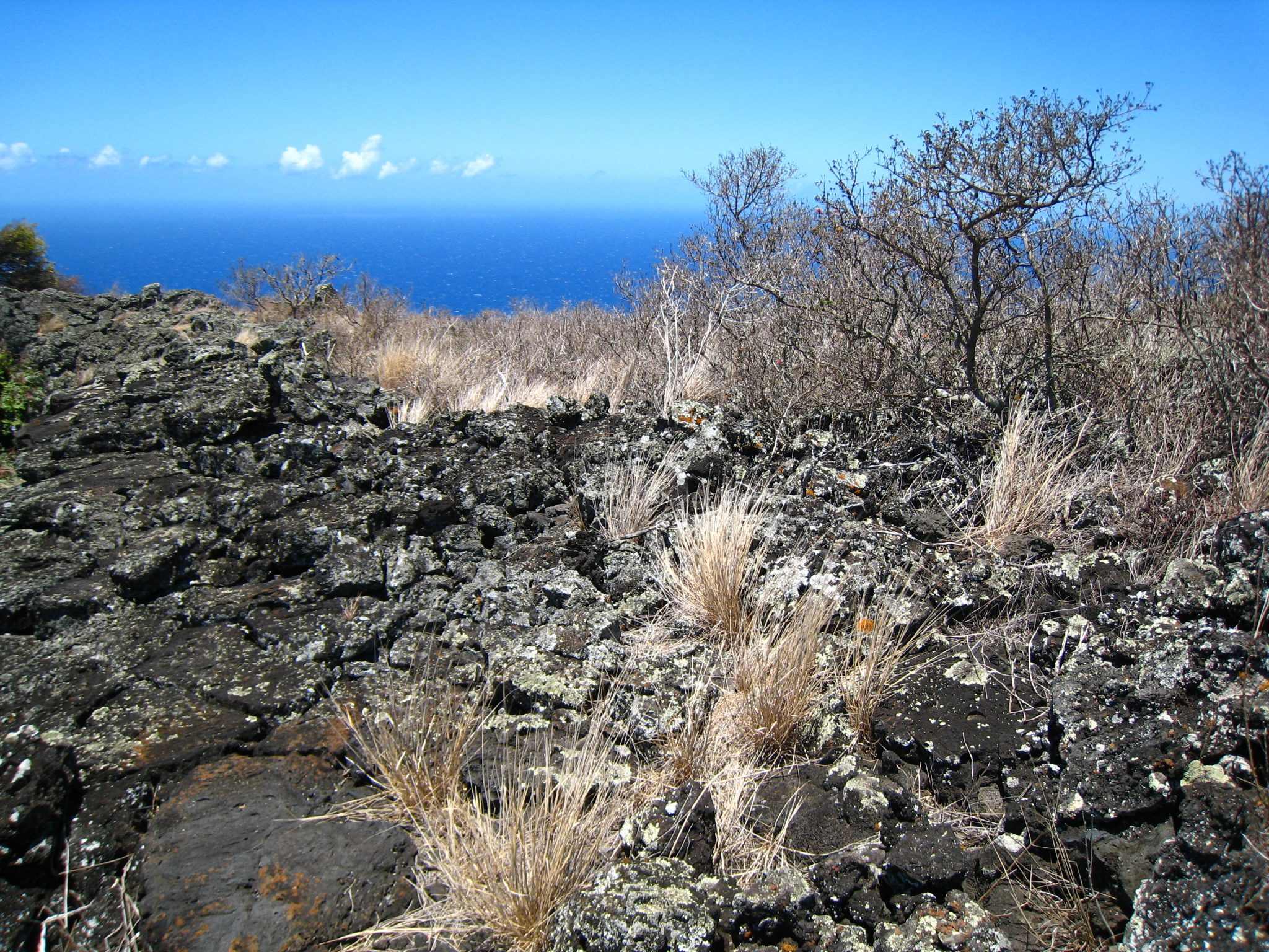 Division of Forestry and Wildlife: Native Ecosystems Protection ...
