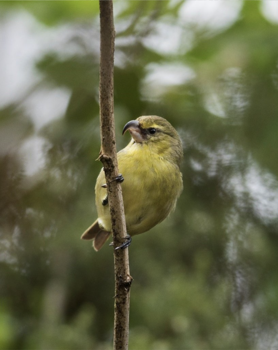 Division of Forestry and Wildlife: Native Ecosystems Protection ...