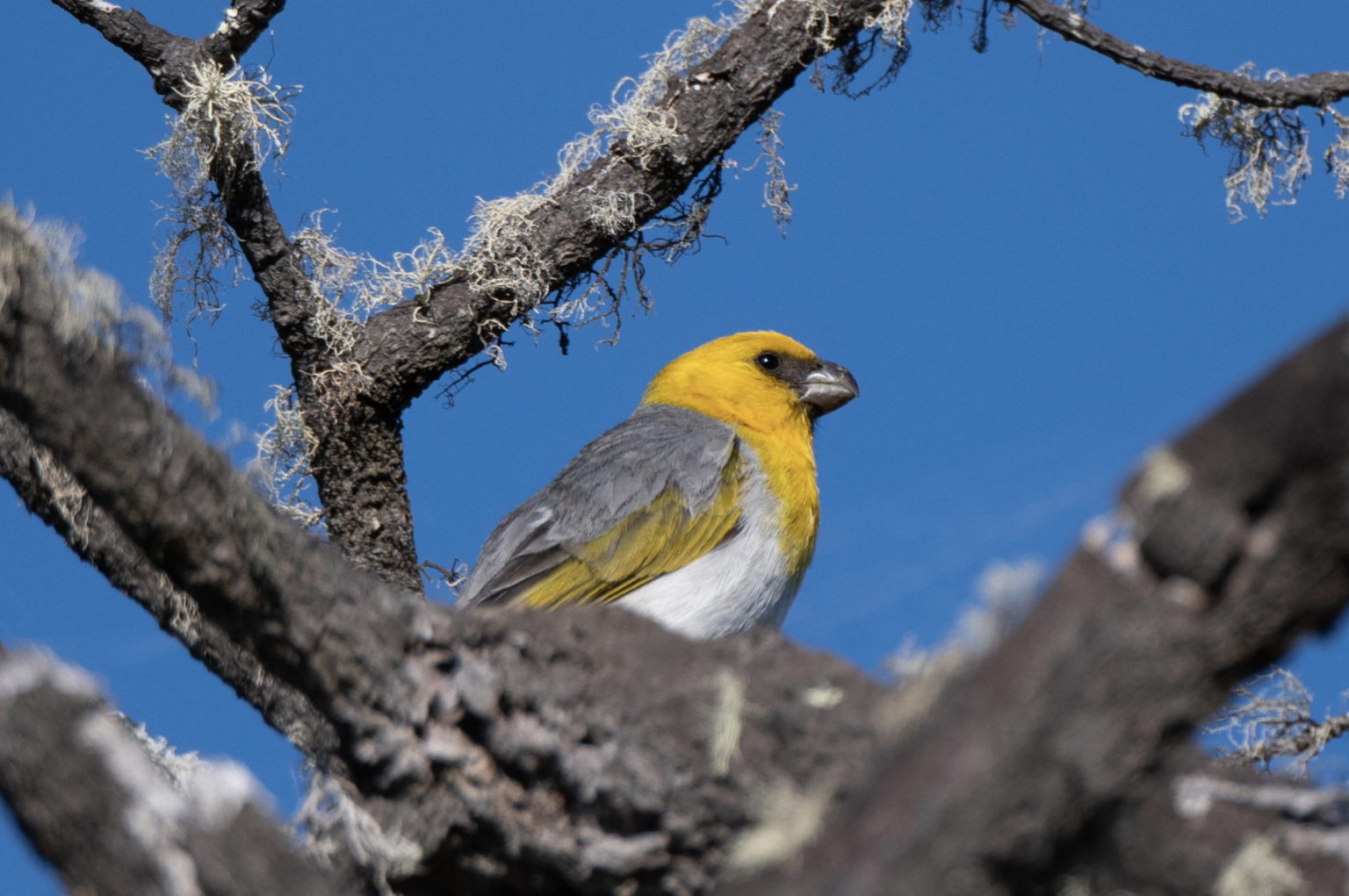 Division of Forestry and Wildlife: Native Ecosystems Protection ...