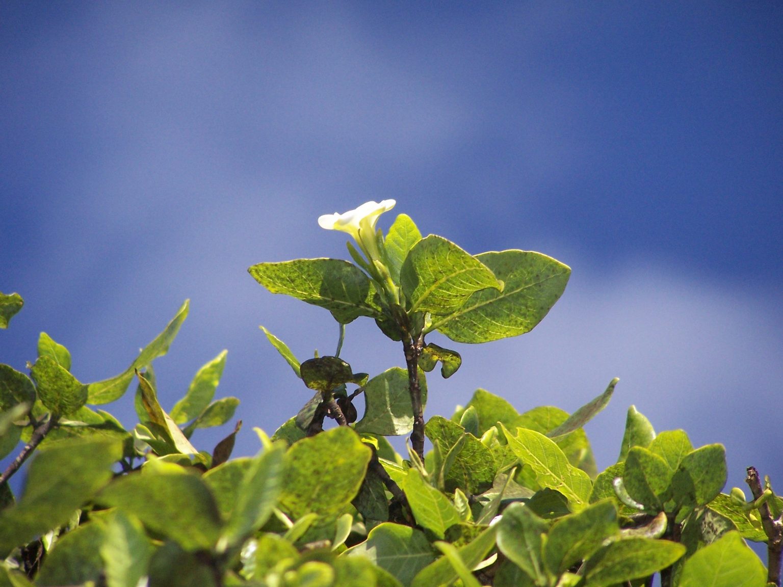 Division of Forestry and Wildlife: Native Ecosystems Protection ...