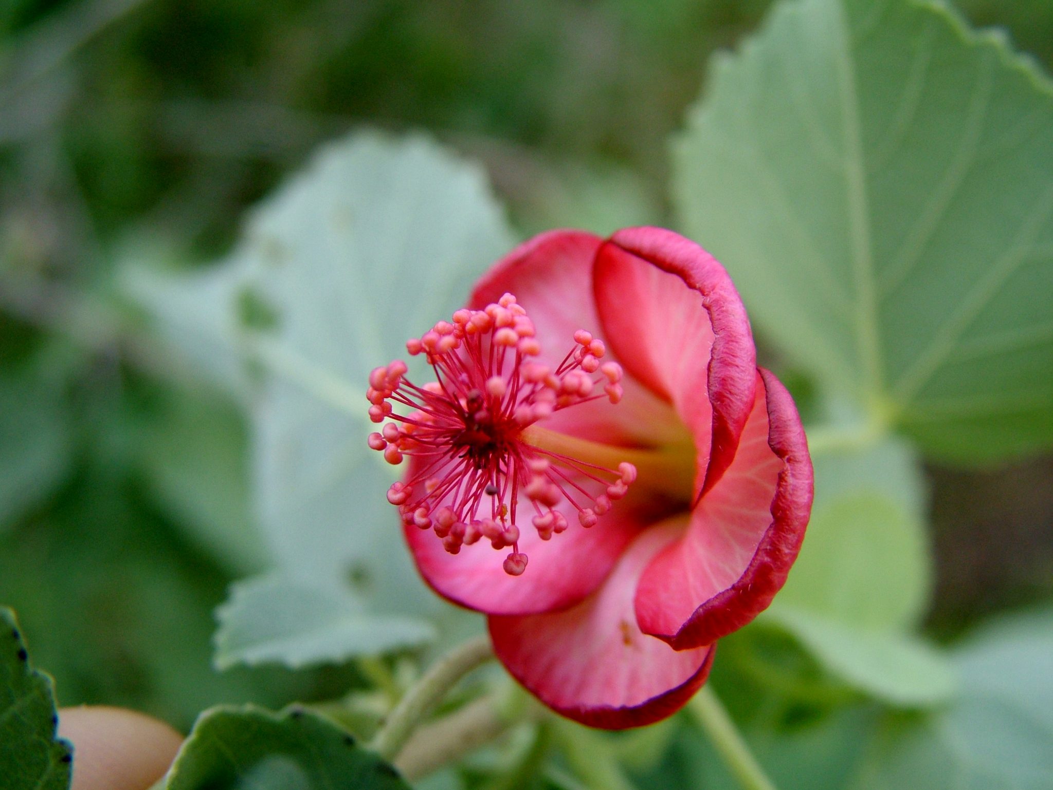 Division of Forestry and Wildlife: Native Ecosystems Protection ...