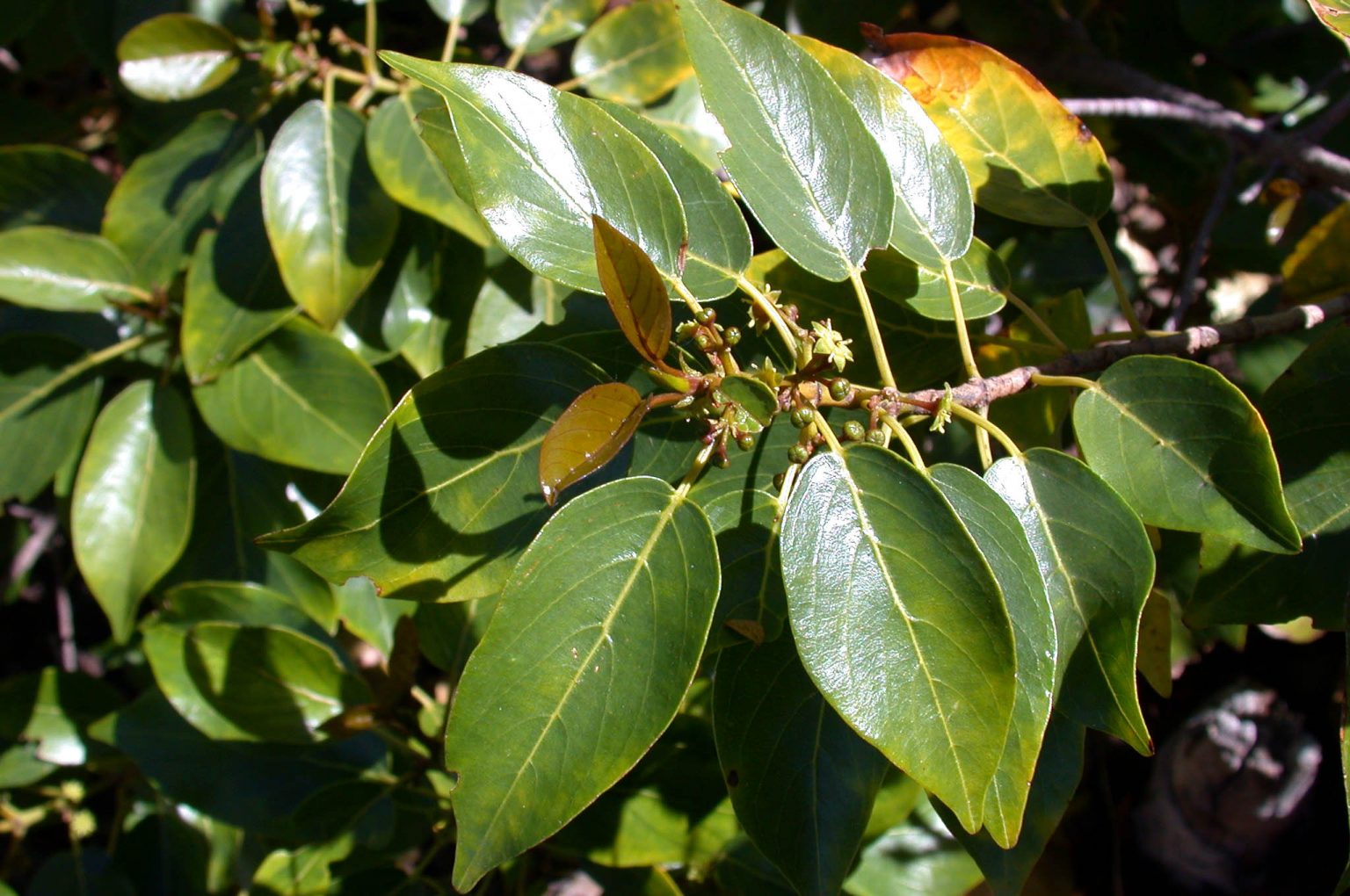 Division of Forestry and Wildlife: Native Ecosystems Protection ...