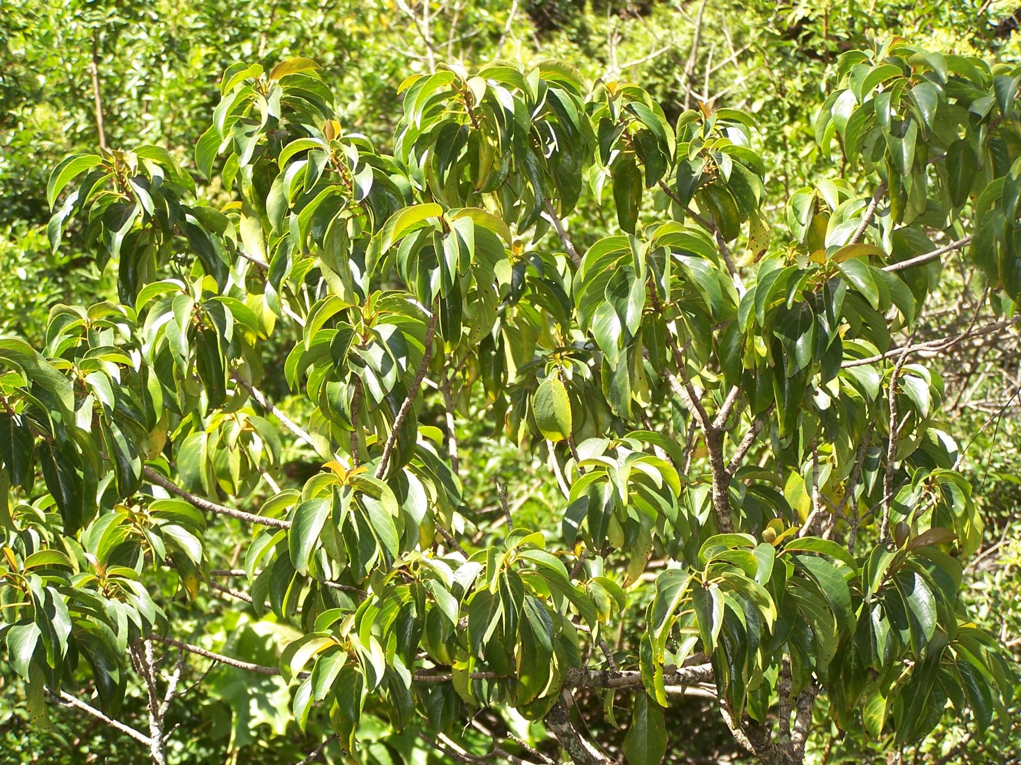 Division of Forestry and Wildlife: Native Ecosystems Protection ...