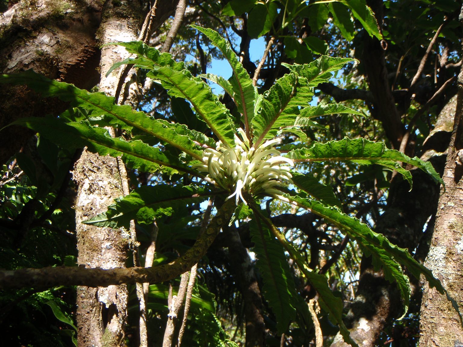 Division of Forestry and Wildlife: Native Ecosystems Protection ...