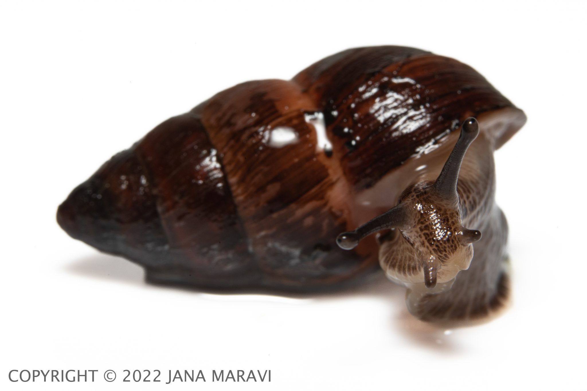 Division of Forestry and Wildlife: Native Ecosystems Protection ...