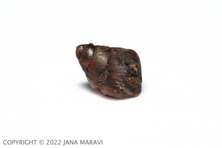 Division of Forestry and Wildlife: Native Ecosystems Protection ...