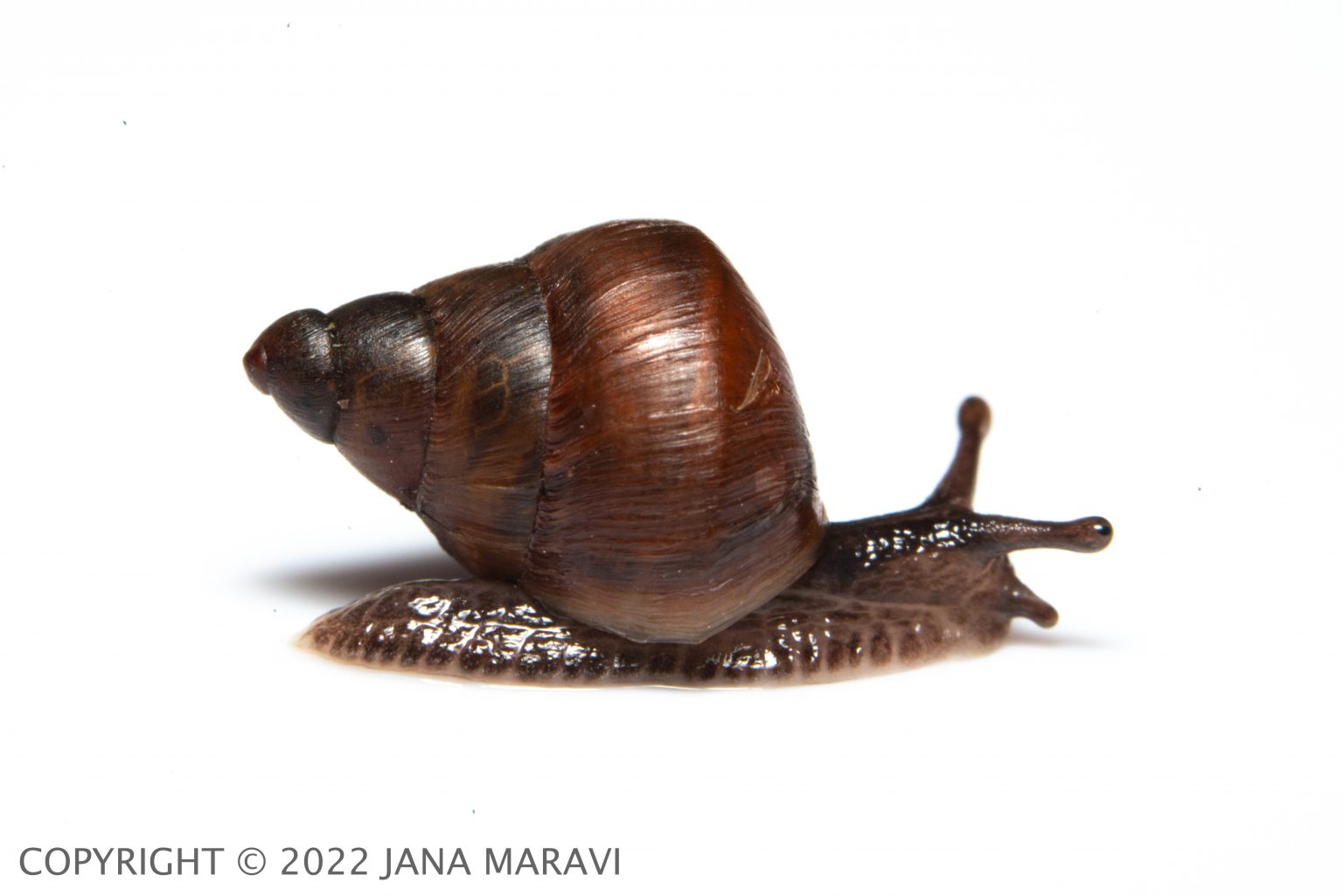 Division of Forestry and Wildlife: Native Ecosystems Protection ...