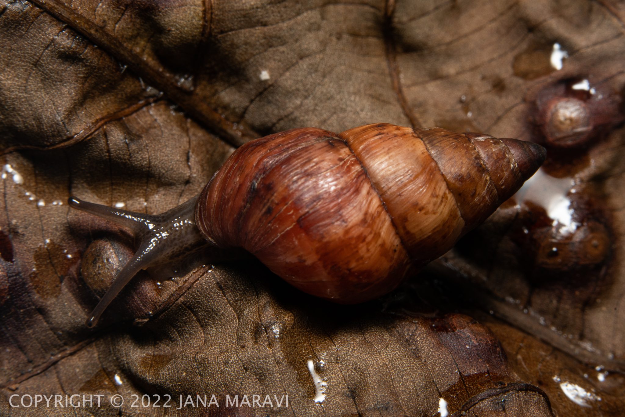 Division of Forestry and Wildlife: Native Ecosystems Protection ...