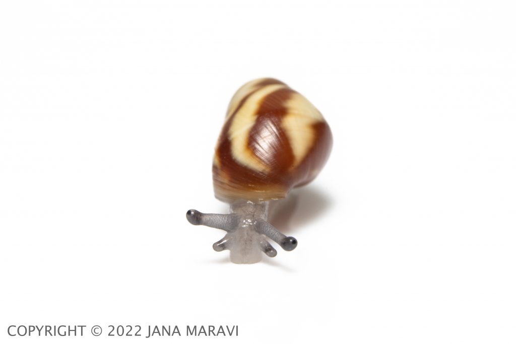 Division of Forestry and Wildlife: Native Ecosystems Protection ...