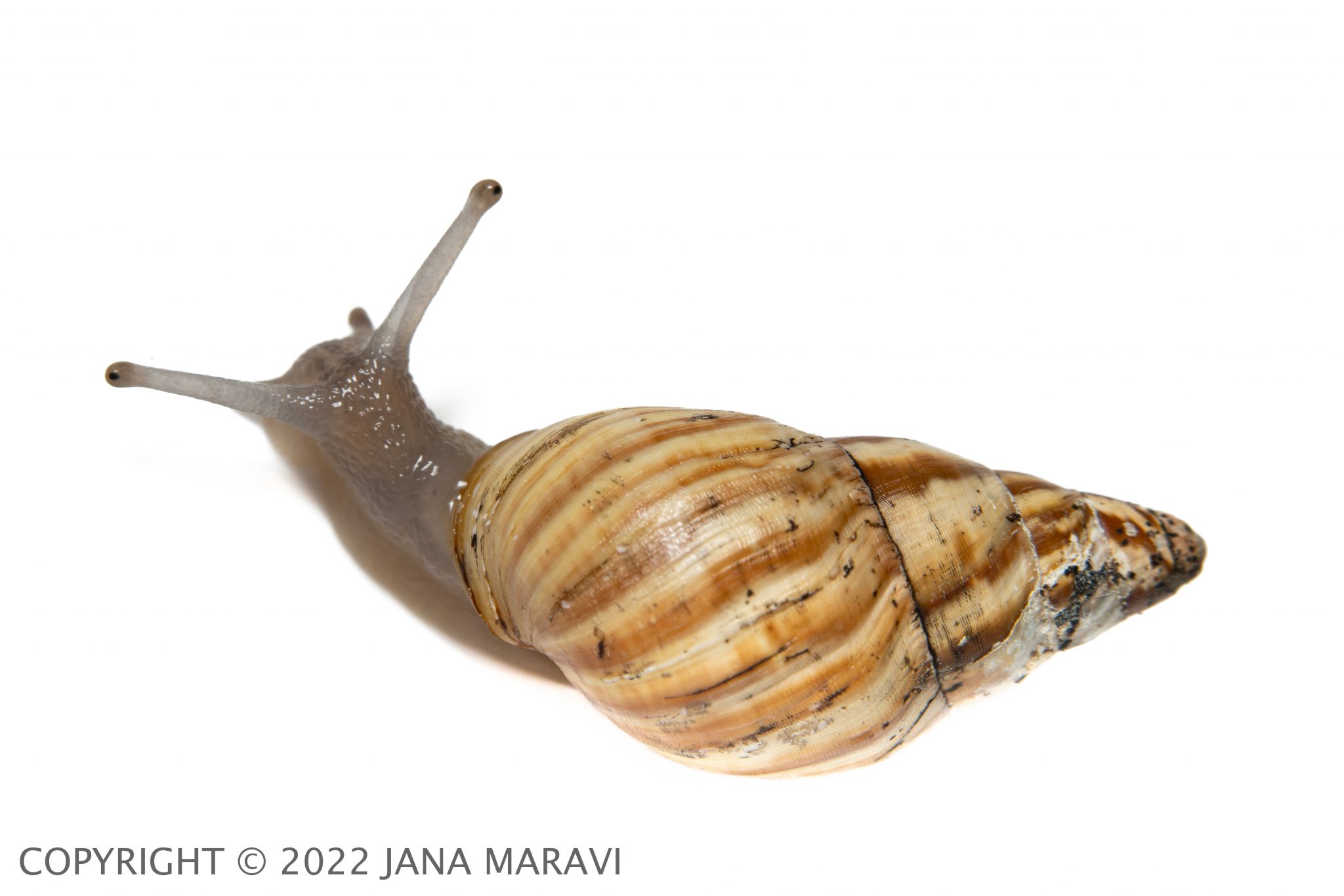 Division of Forestry and Wildlife: Native Ecosystems Protection ...