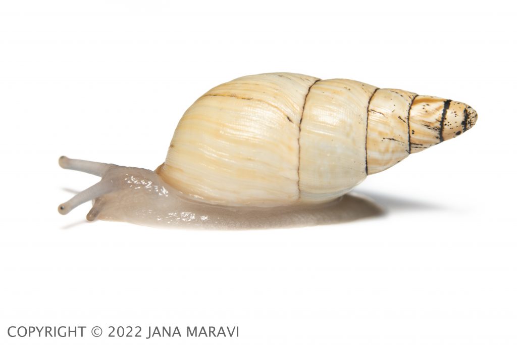 Division of Forestry and Wildlife: Native Ecosystems Protection ...