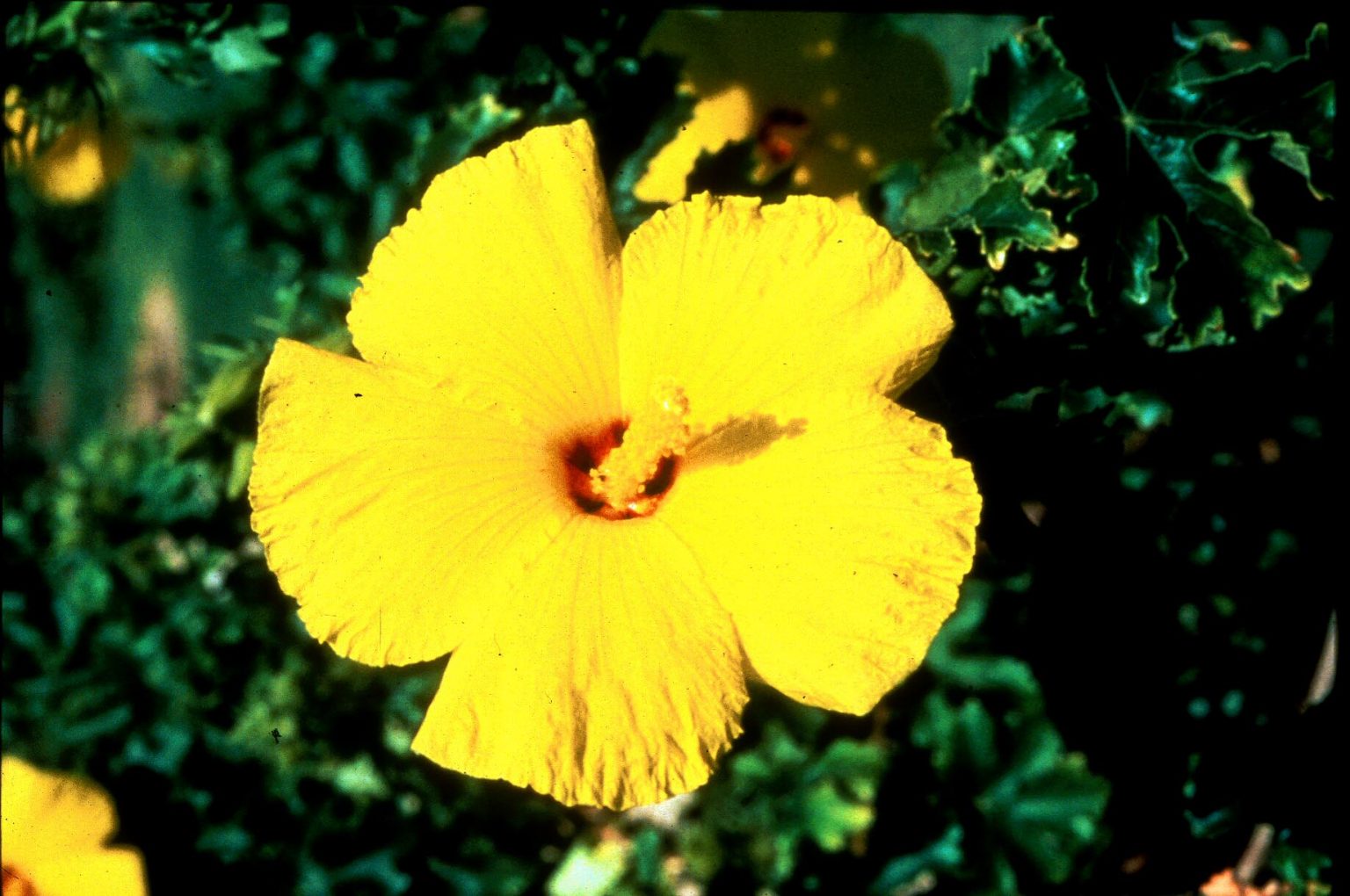 Division of Forestry and Wildlife: Native Ecosystems Protection ...