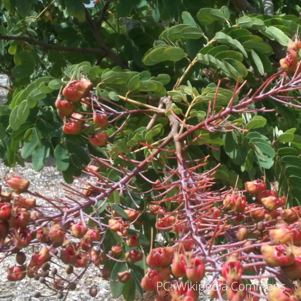 Division of Forestry and Wildlife: Native Ecosystems Protection ...