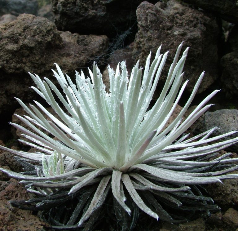 Division of Forestry and Wildlife: Native Ecosystems Protection ...