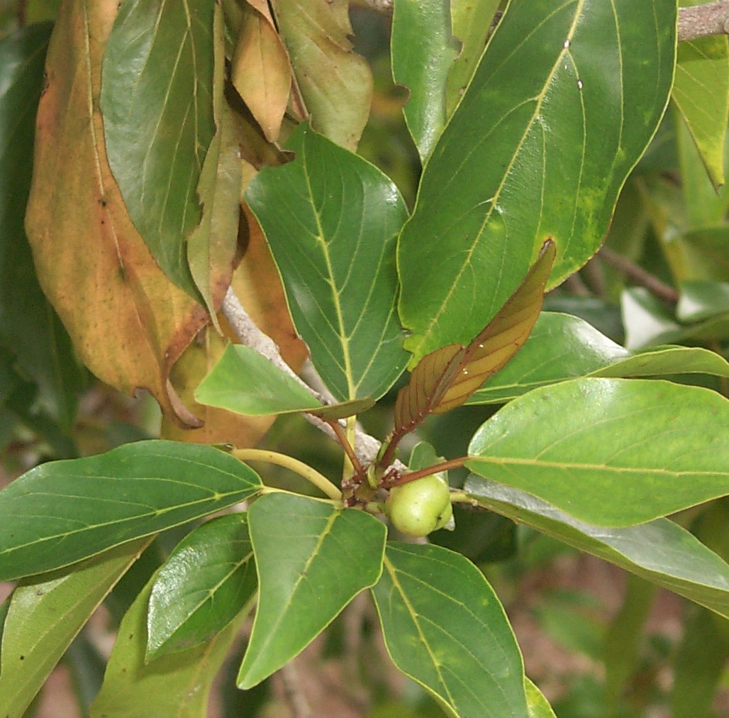 Division of Forestry and Wildlife: Native Ecosystems Protection ...