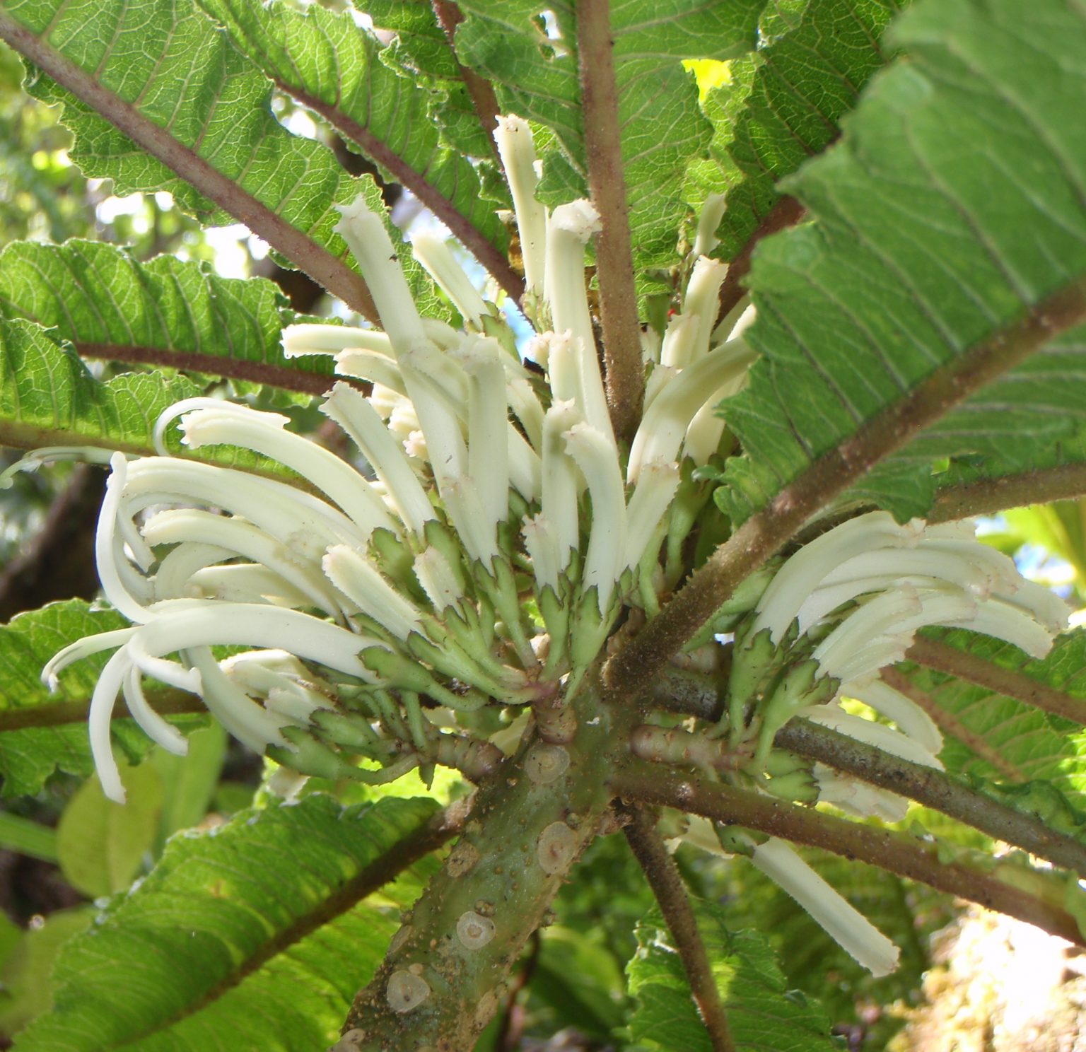 Division of Forestry and Wildlife: Native Ecosystems Protection ...