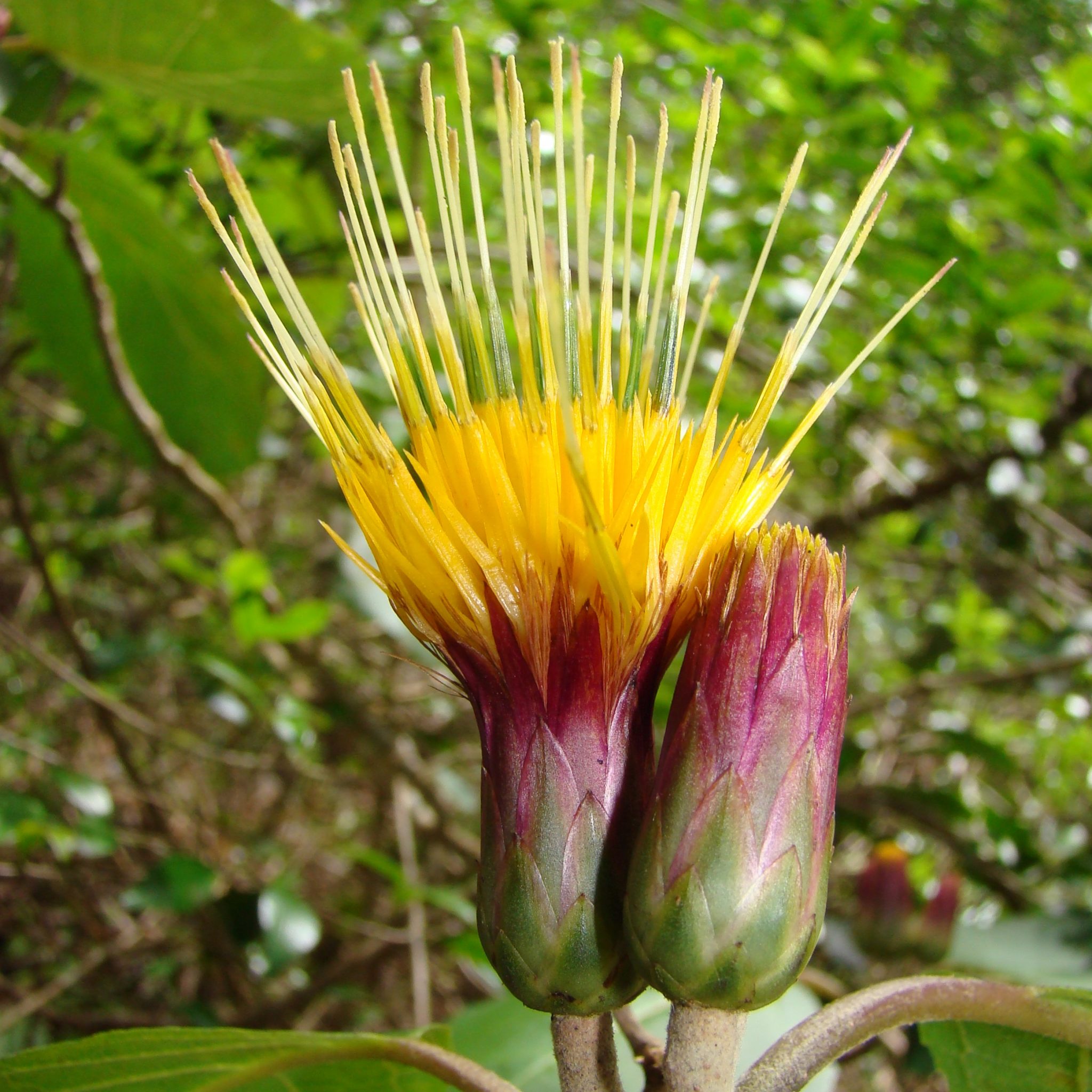 Division of Forestry and Wildlife: Native Ecosystems Protection ...