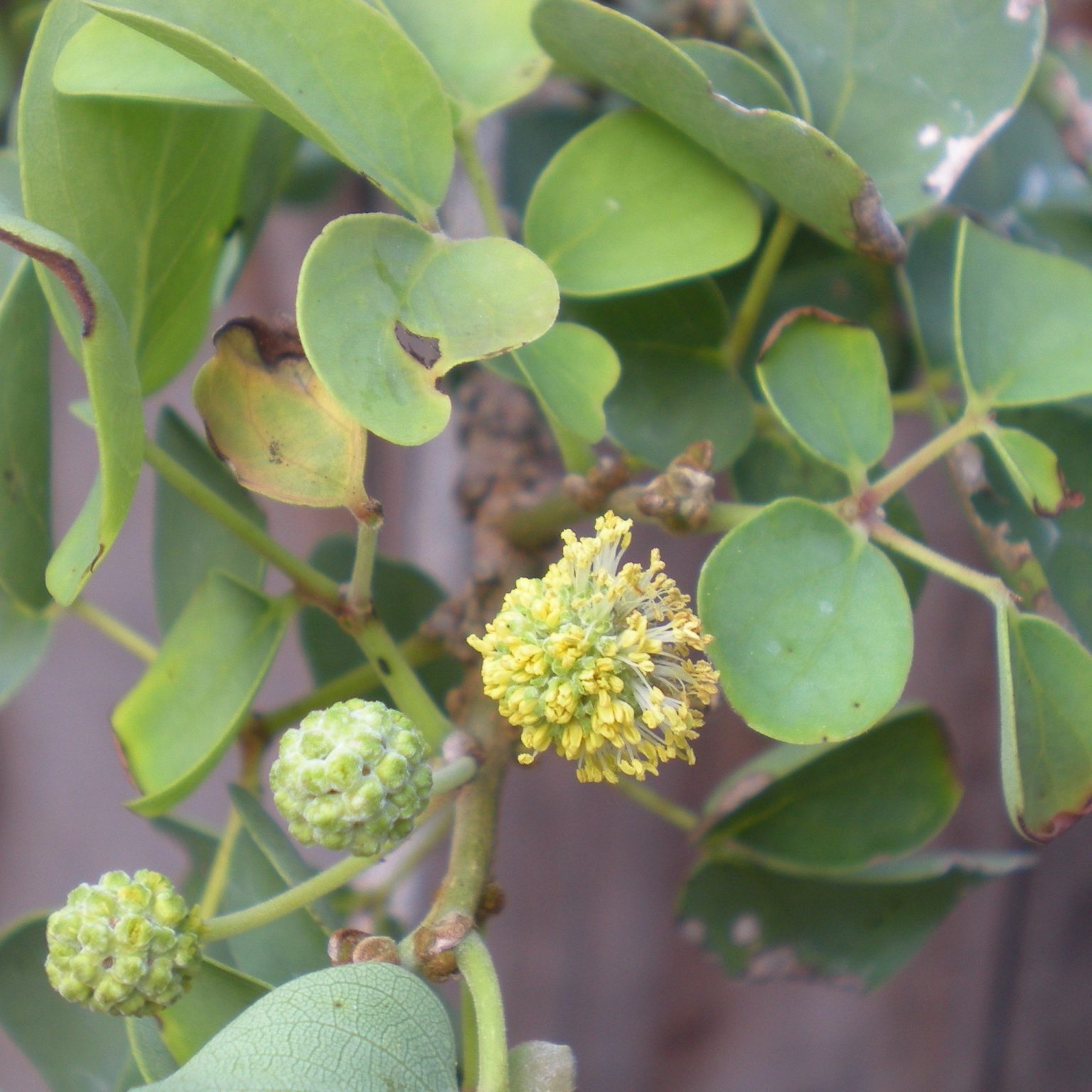 Division of Forestry and Wildlife: Native Ecosystems Protection ...