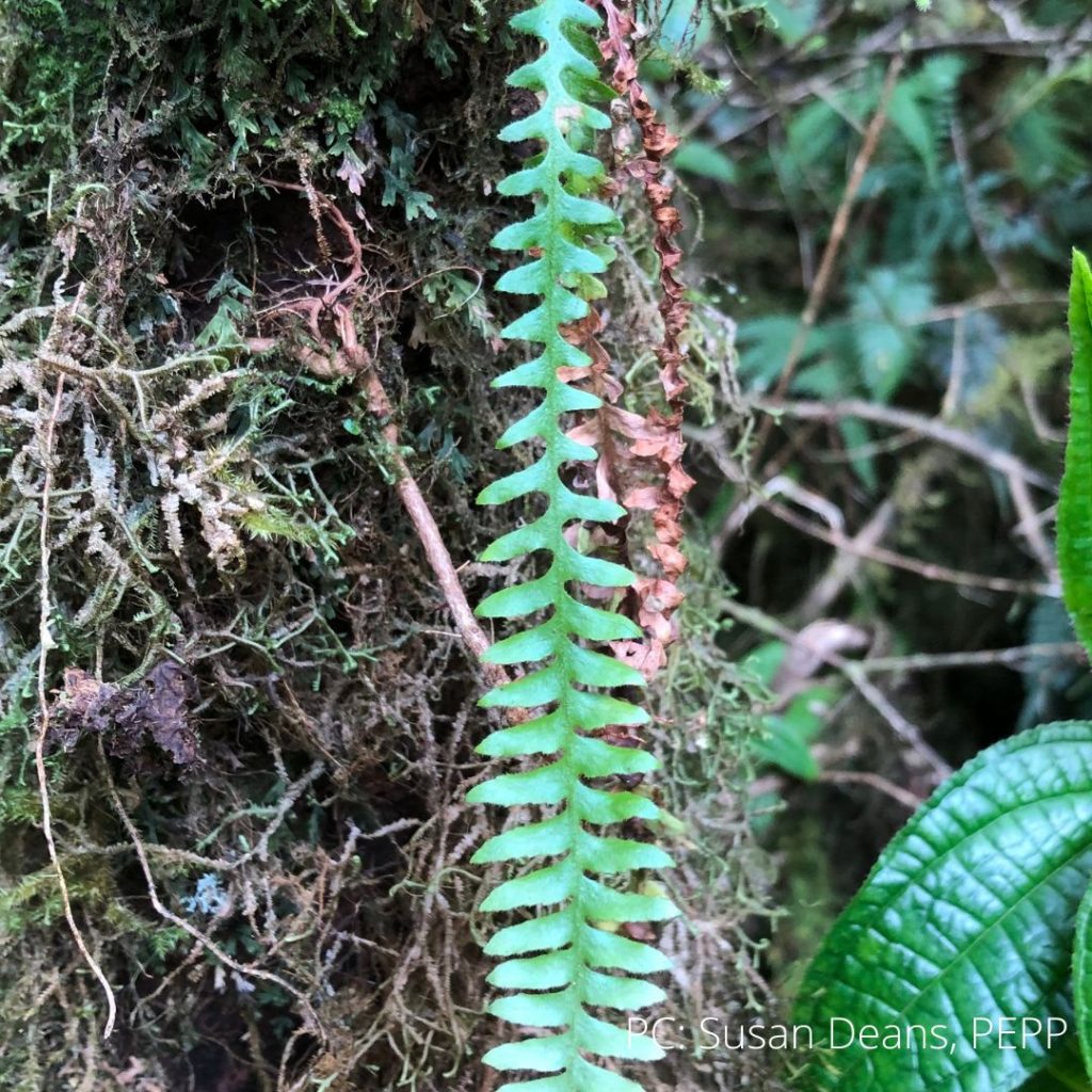 Division of Forestry and Wildlife: Native Ecosystems Protection ...