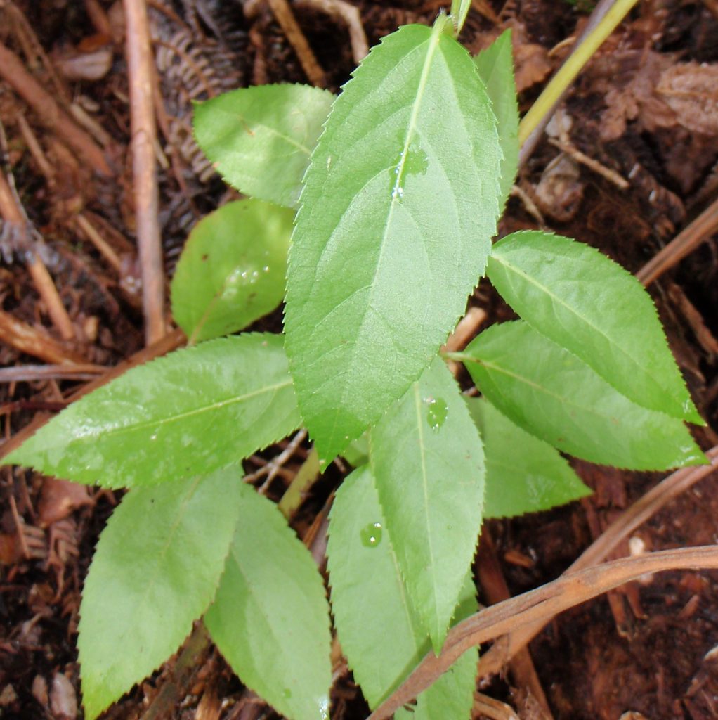 Division of Forestry and Wildlife: Native Ecosystems Protection ...