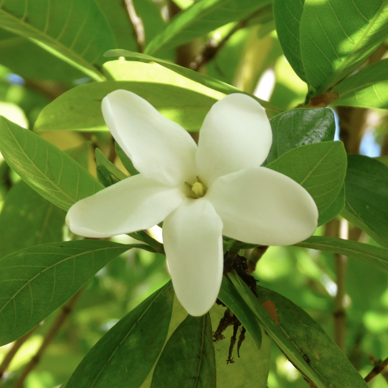 Division of Forestry and Wildlife: Native Ecosystems Protection ...