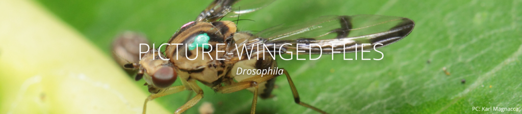 Division of Forestry and Wildlife: Native Ecosystems Protection ...