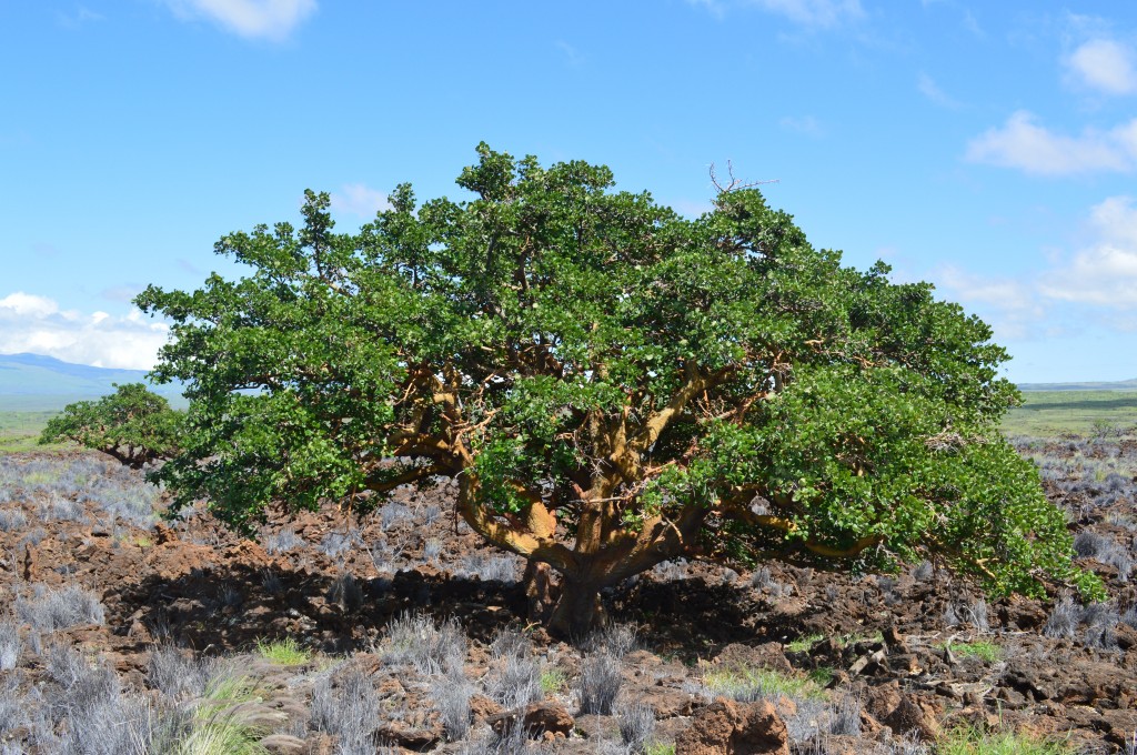 Division of Forestry and Wildlife: Forestry Program | Wiliwili