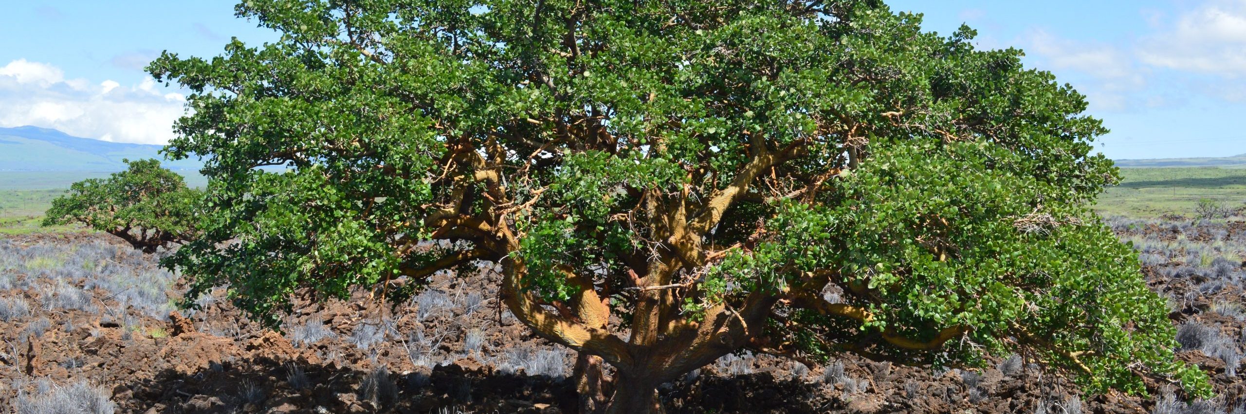 Division of Forestry and Wildlife: Forestry Program | Hawai‘i in the ...