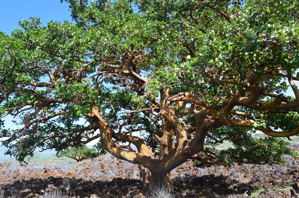 Division of Forestry and Wildlife: Forestry Program | Big Tree: Wiliwili