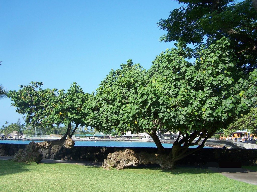 Division of Forestry and Wildlife: Forestry Program | Big Tree: Hau