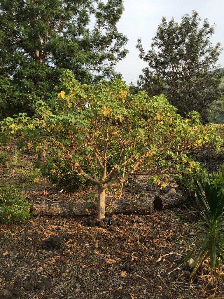 Forestry Programs | Ma‘o hau hele