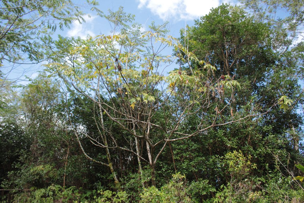 Division of Forestry and Wildlife: Forestry Program | Big Tree: Neneleau