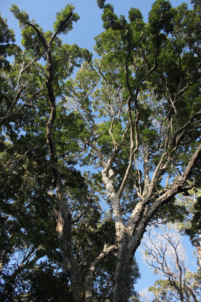 Division of Forestry and Wildlife: Forestry Program | Big Tree: Mānele