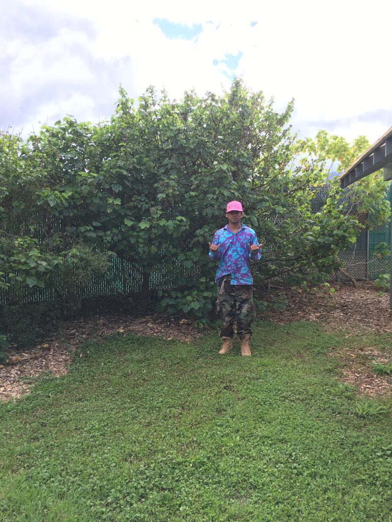 Division of Forestry and Wildlife: Forestry Program | Big Tree: Ma‘o ...