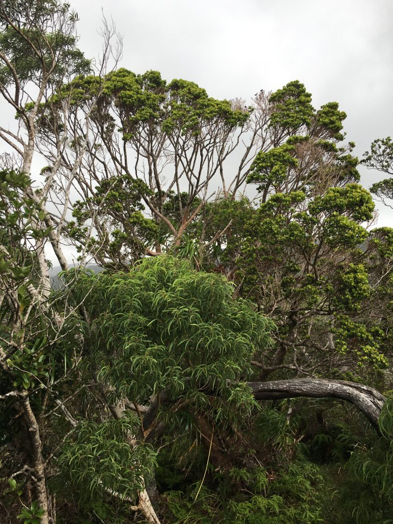 Division of Forestry and Wildlife: Forestry Program | Big Tree: ʻŌhiʻa ha