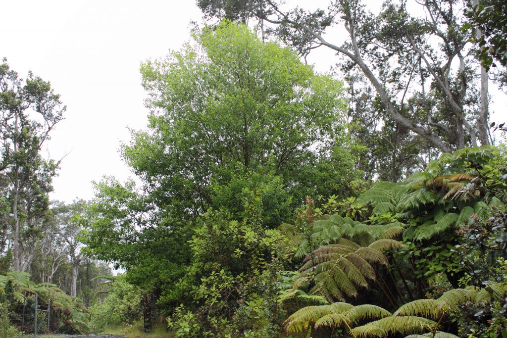 Division of Forestry and Wildlife: Forestry Program | Big Tree: A‘ali‘i