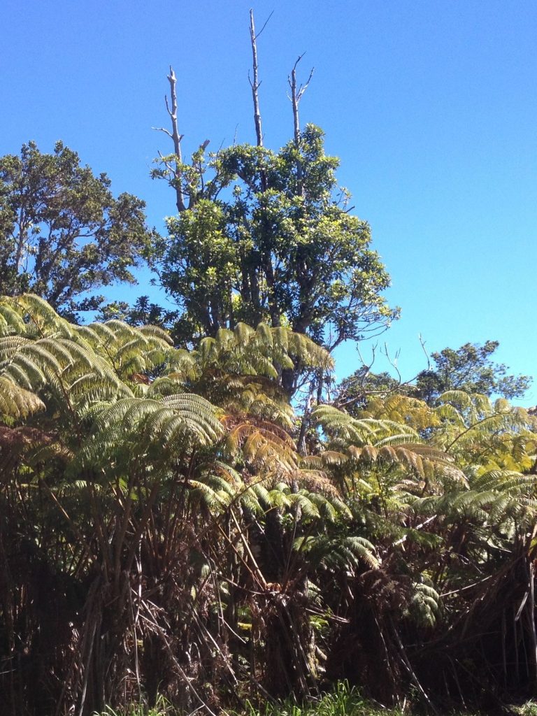 Division of Forestry and Wildlife: Forestry Program | Big Tree: Kāwaʻu