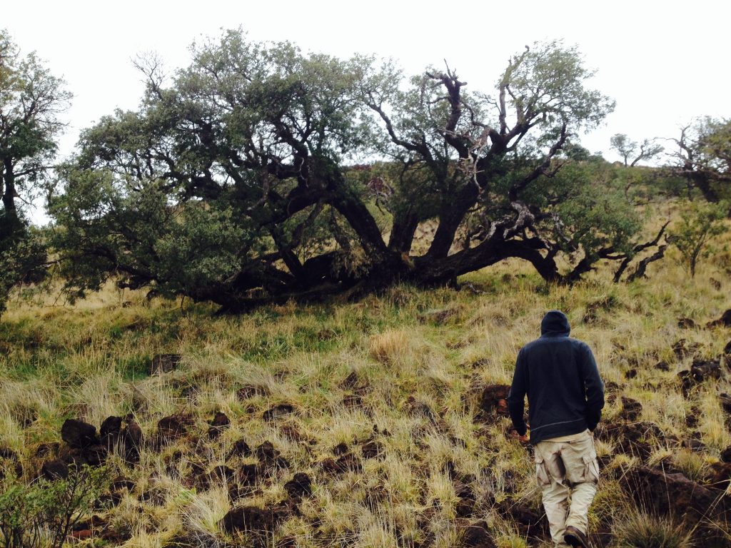 Division of Forestry and Wildlife: Forestry Program | Big Tree: Māmane