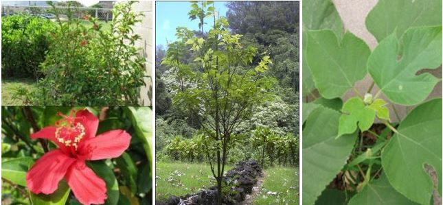 Forestry Programs | Hawai‘i Big Tree Program